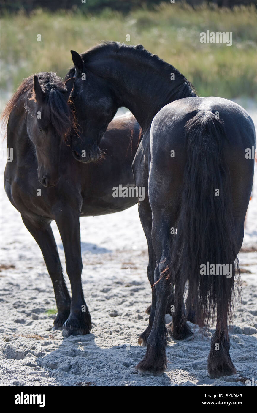 Two friesian horse Stockfotos und -bilder Kaufen - Seite 2 - Alamy