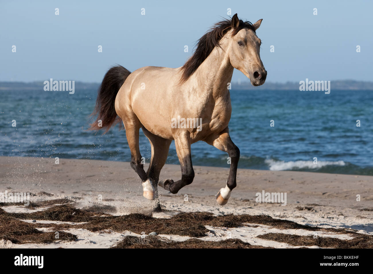 Arabian horse galloping beach -Fotos und -Bildmaterial in hoher ...