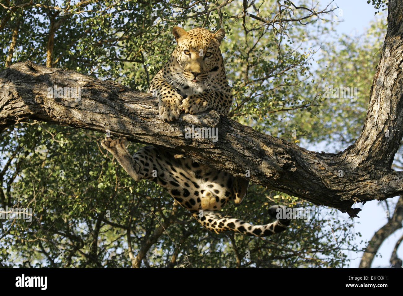 Leopard In Tree Stockfotos & Leopard In Tree Bilder - Alamy