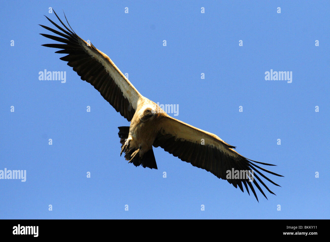 Afrika geier -Fotos und -Bildmaterial in hoher Auflösung – Alamy