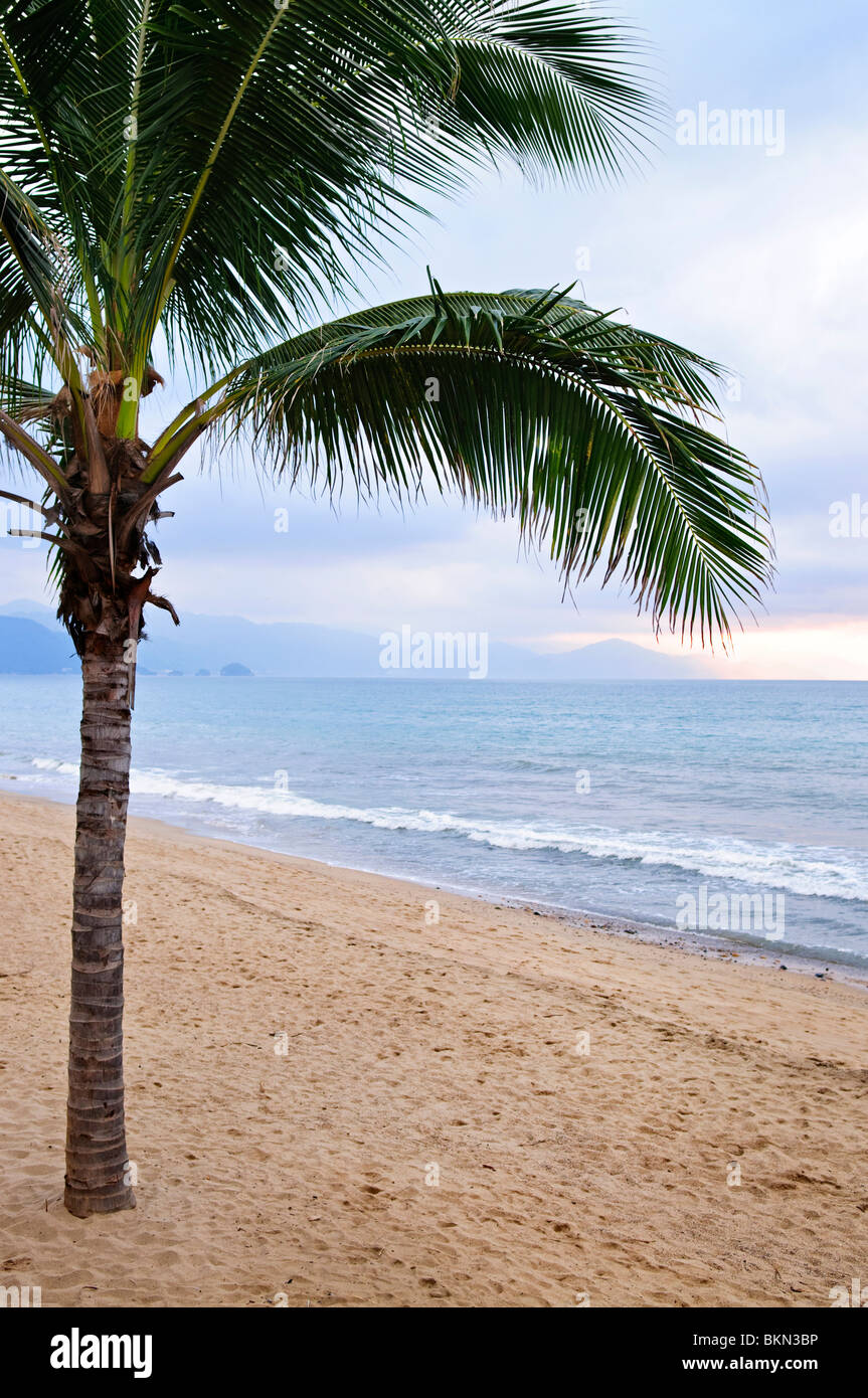 Palme am tropischen Strand in Puerto Vallarta, Jalisco, Mexiko ...