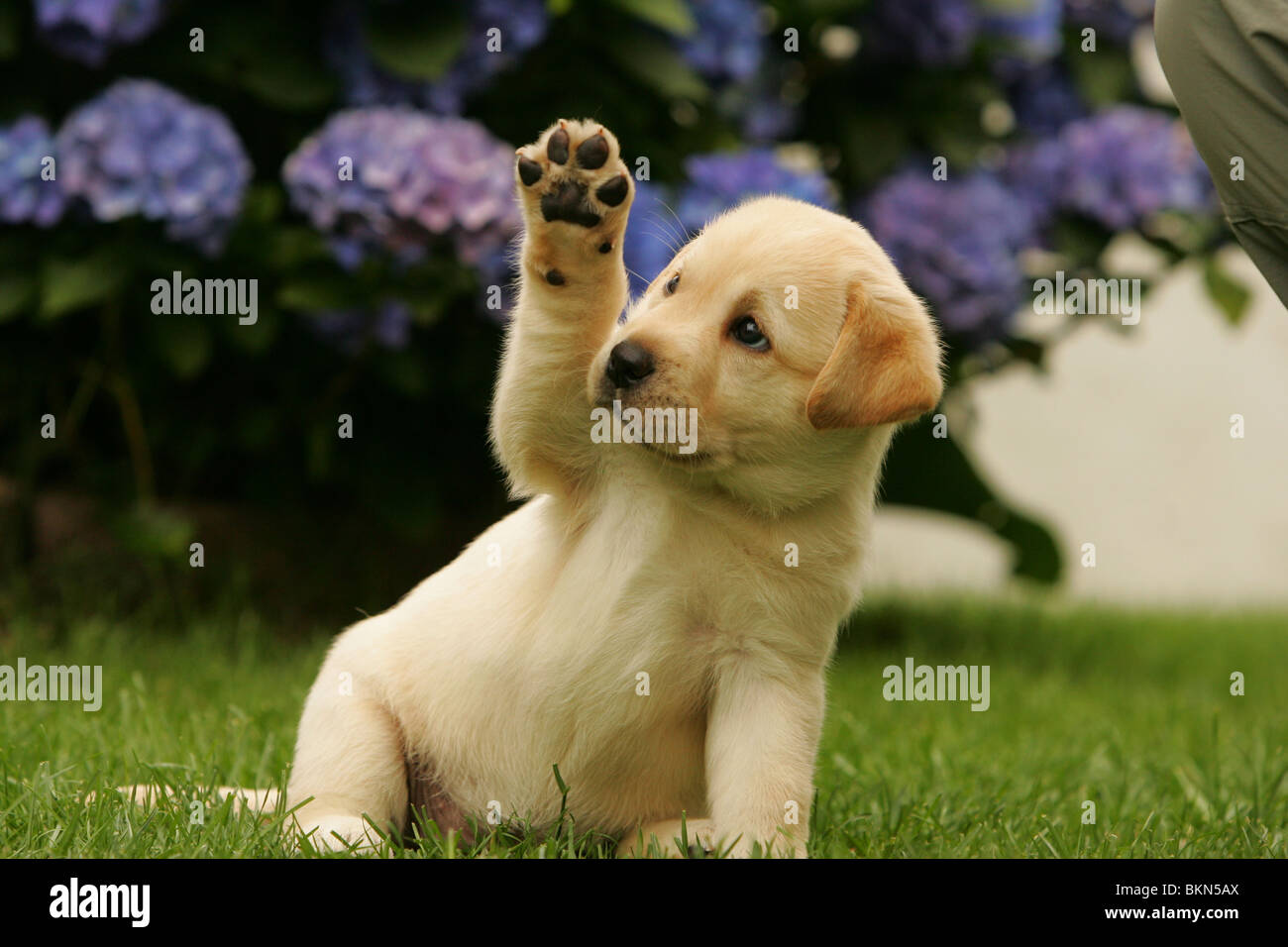 Labrador retriever -Fotos und -Bildmaterial in hoher Auflösung – Alamy