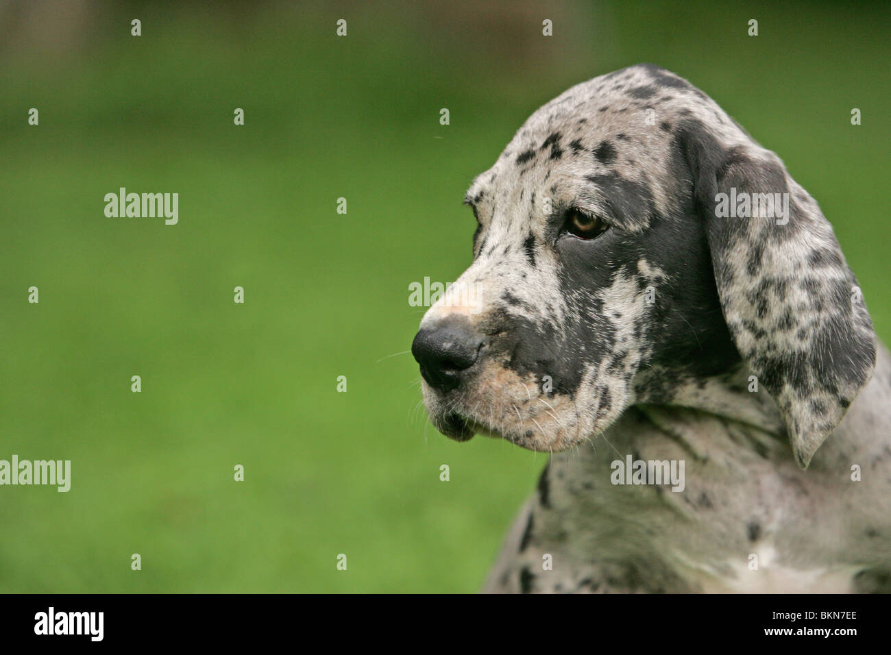 Deutsche dogge mit wochen -Fotos und -Bildmaterial in hoher Auflösung ...