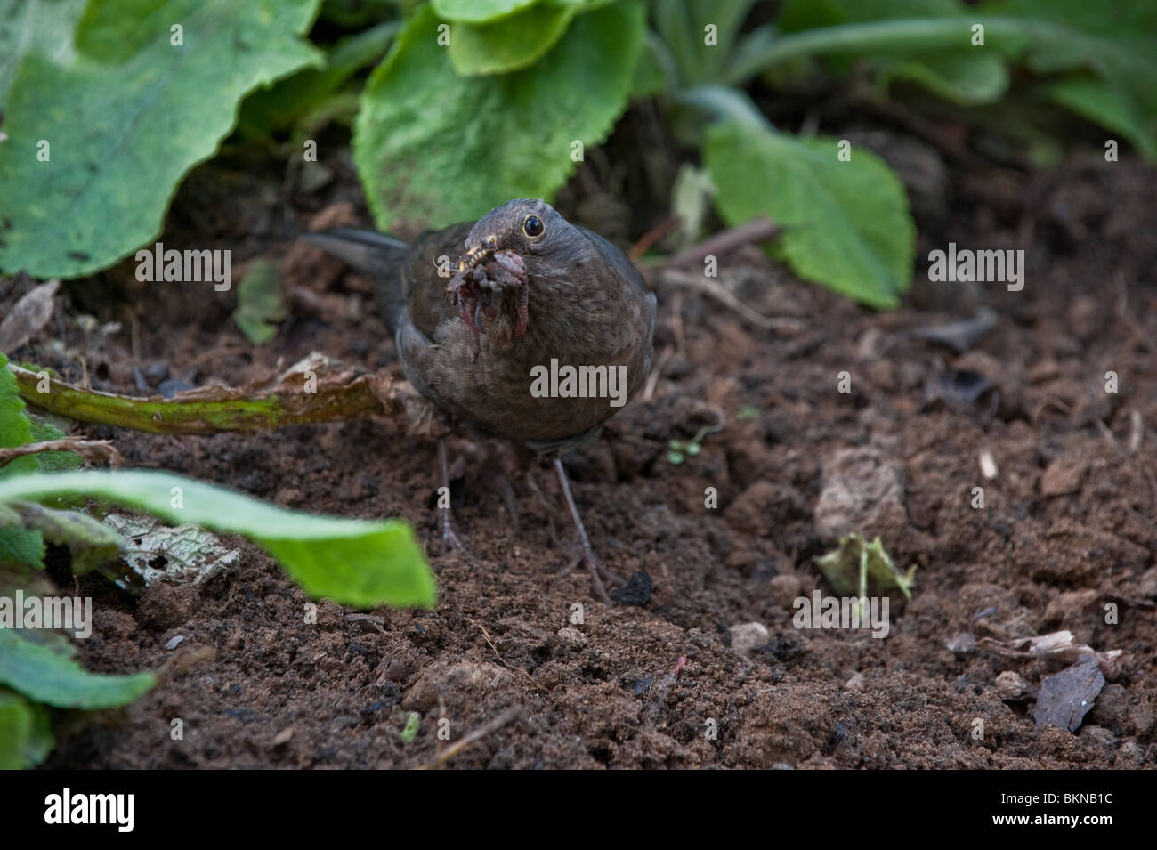 Gemeinsame amsel weiblich -Fotos und -Bildmaterial in hoher Auflösung ...