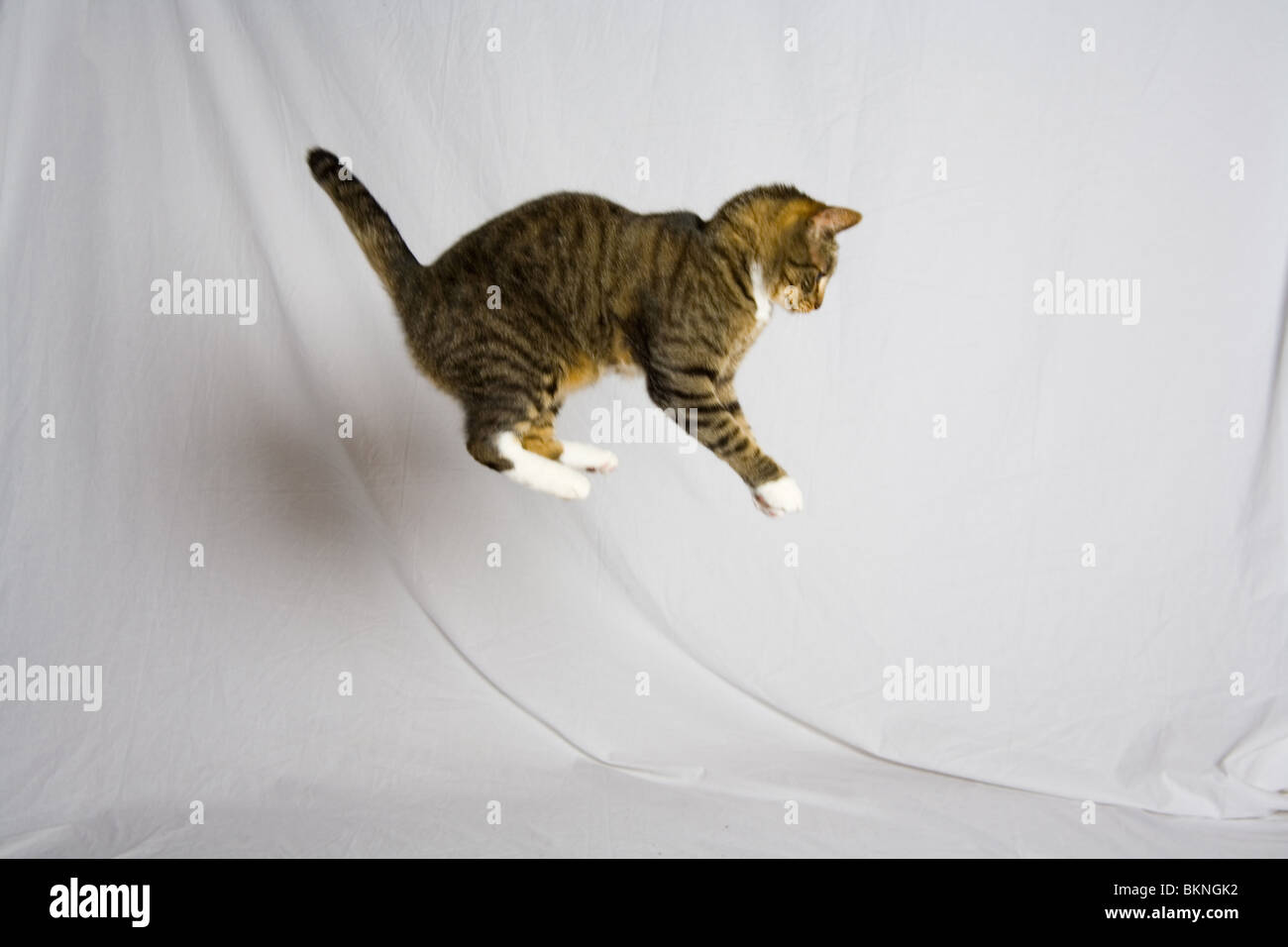 Cat jump -Fotos und -Bildmaterial in hoher Auflösung – Alamy