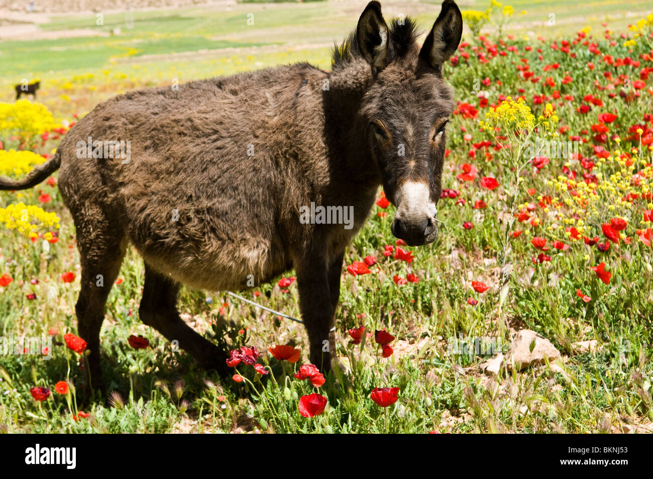 Anemone field -Fotos und -Bildmaterial in hoher Auflösung – Alamy