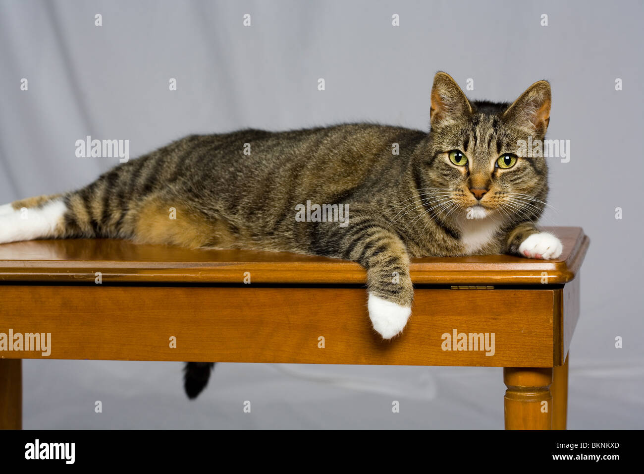 Katze neun lebt -Fotos und -Bildmaterial in hoher Auflösung – Alamy
