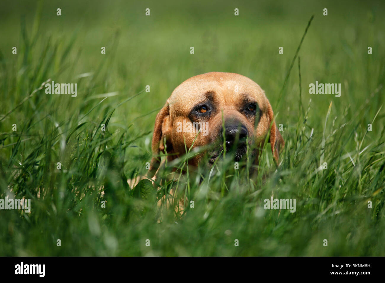 Tosa inu hund -Fotos und -Bildmaterial in hoher Auflösung – Alamy