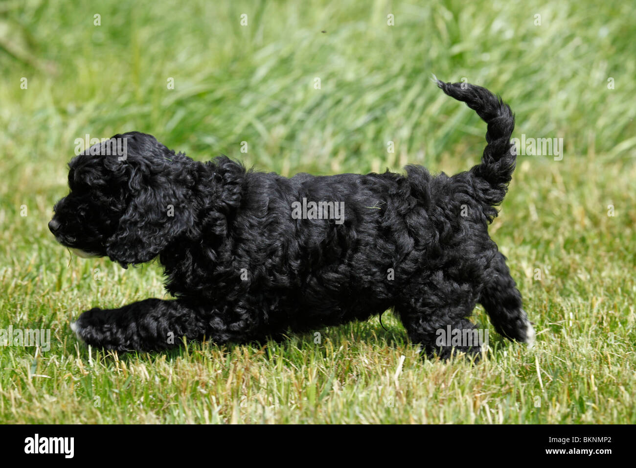 Cockapoo cockerpoo hunde haustiere -Fotos und -Bildmaterial in hoher ...