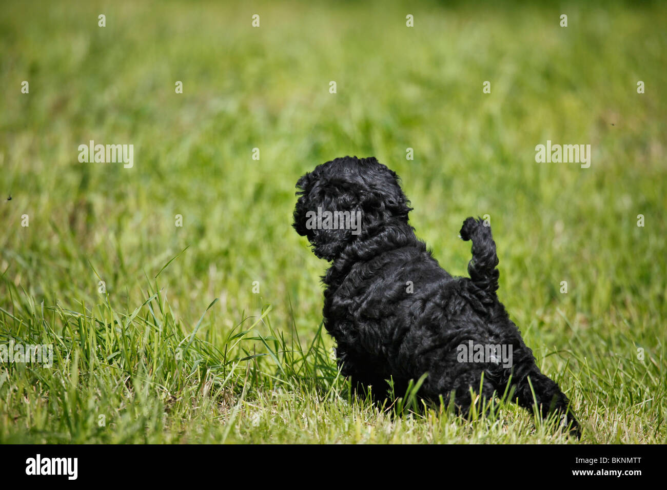 Cockapoo Welpe / Cockapoo Welpen Stockfotografie - Alamy