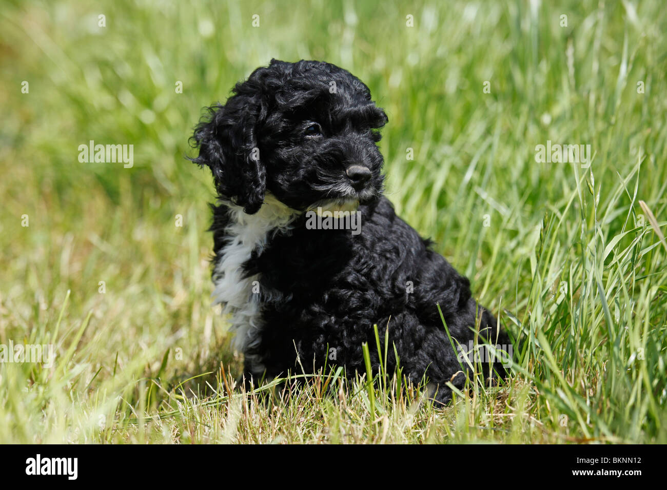 Cockapoo Welpe / Cockapoo Welpen Stockfotografie - Alamy