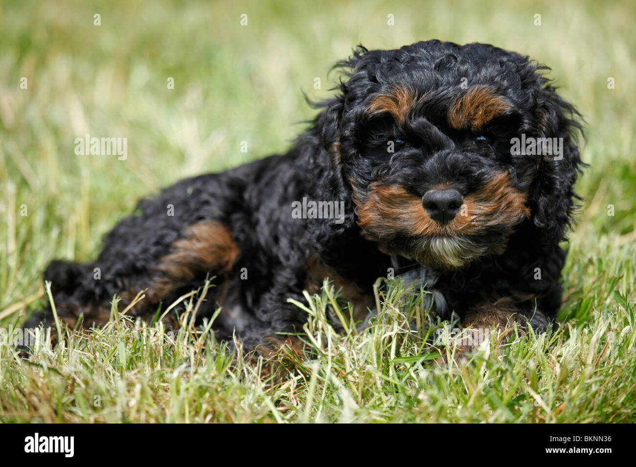 Cockapoo Welpe / Cockapoo Welpen Stockfotografie - Alamy