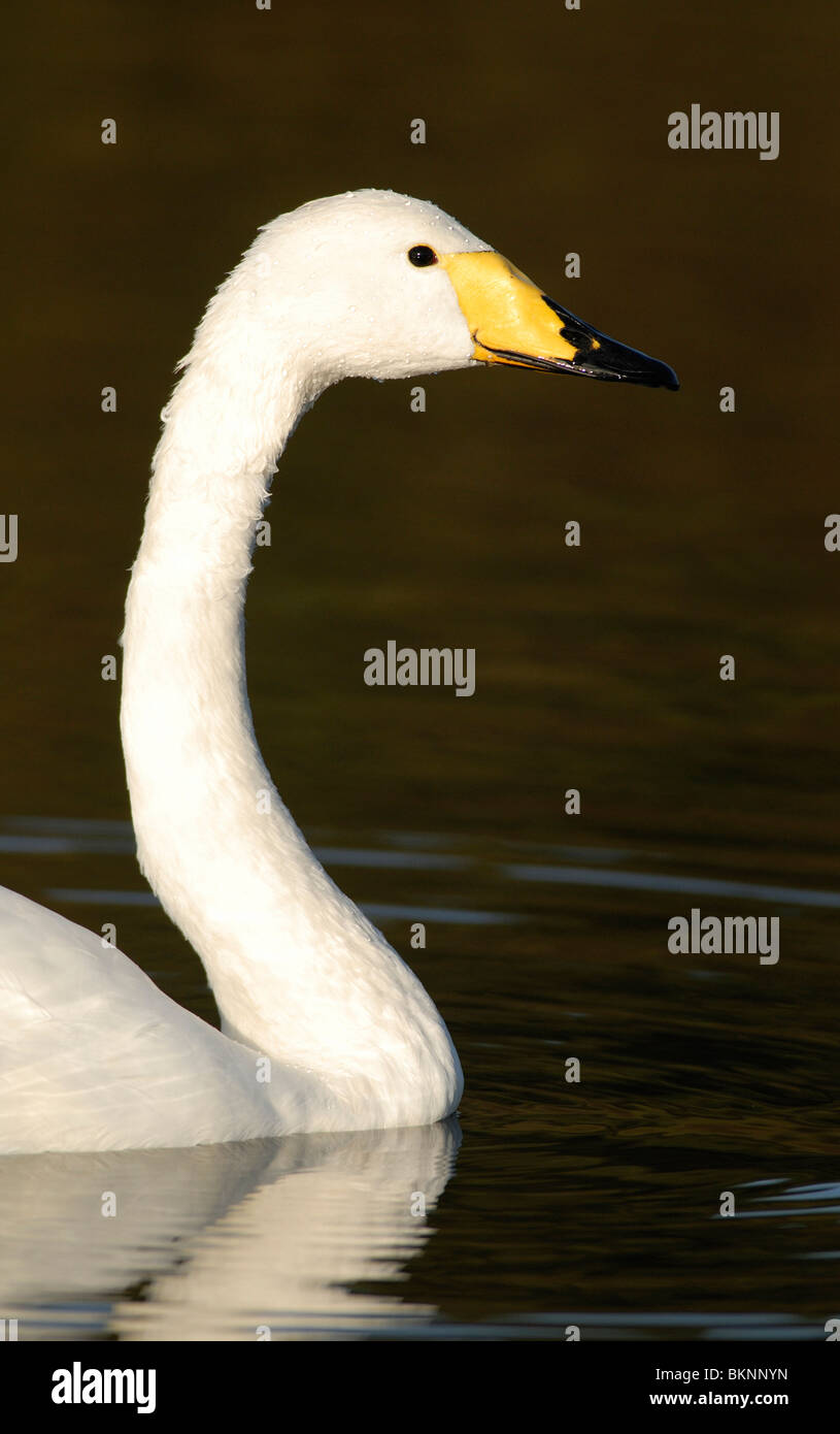 Wooper swan -Fotos und -Bildmaterial in hoher Auflösung – Alamy