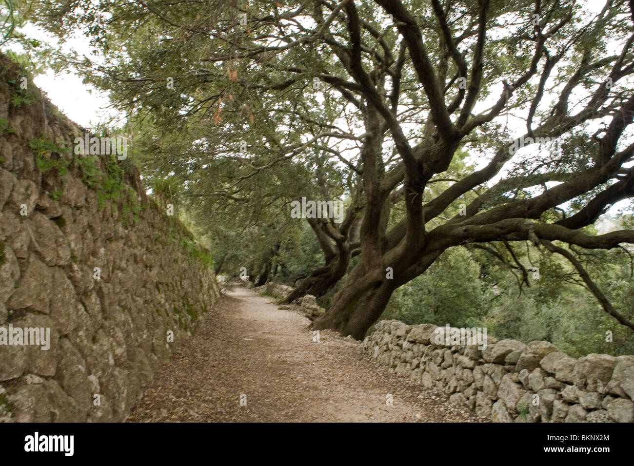 Wunderschöne hundert-Jahr-alten Steineichen bei der Sa Bataja Pass ...