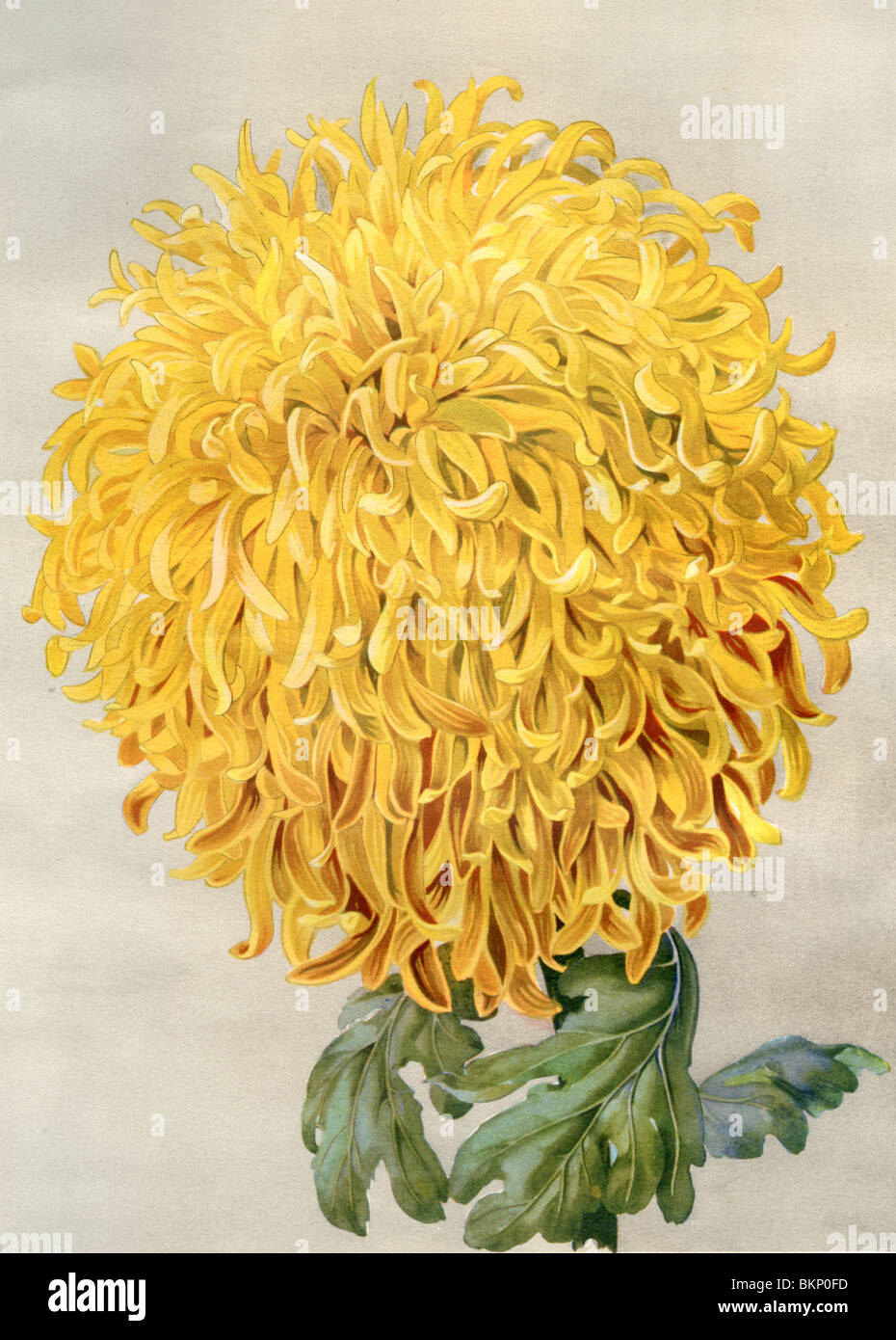 Tom abt -Fotos und -Bildmaterial in hoher Auflösung – Alamy