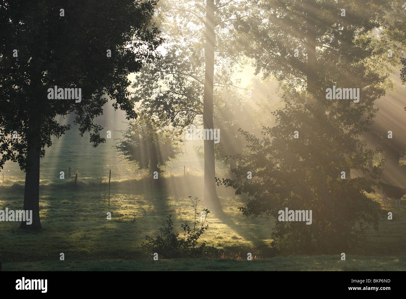 Rij van Populieren (Populus SP.) Bij Zonsopgang de Nebel, België Zeile ...