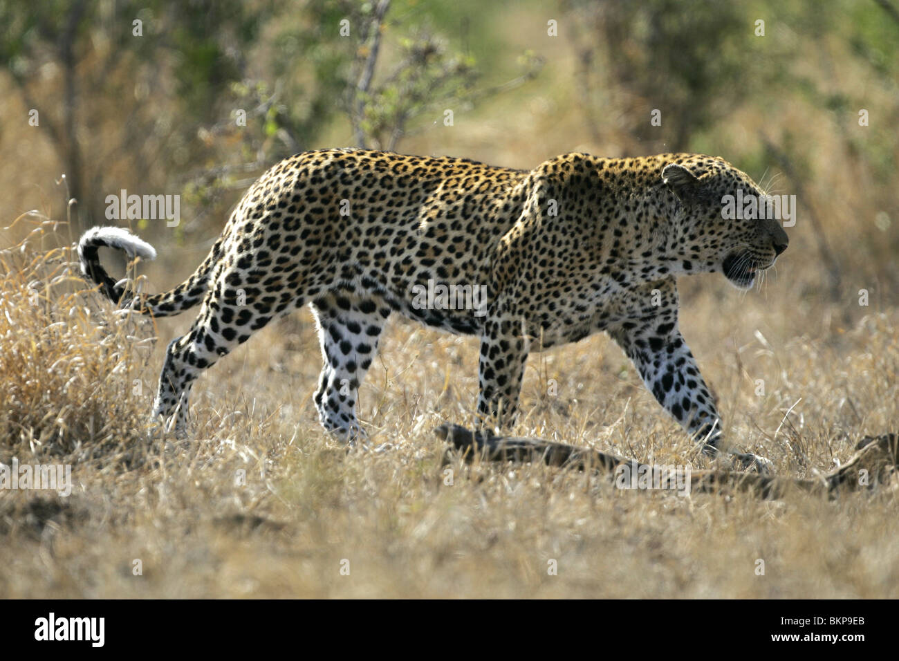 Afrikanisch, Leopard, Männlich, Krüger, Nationalpark, South, Afrika ...