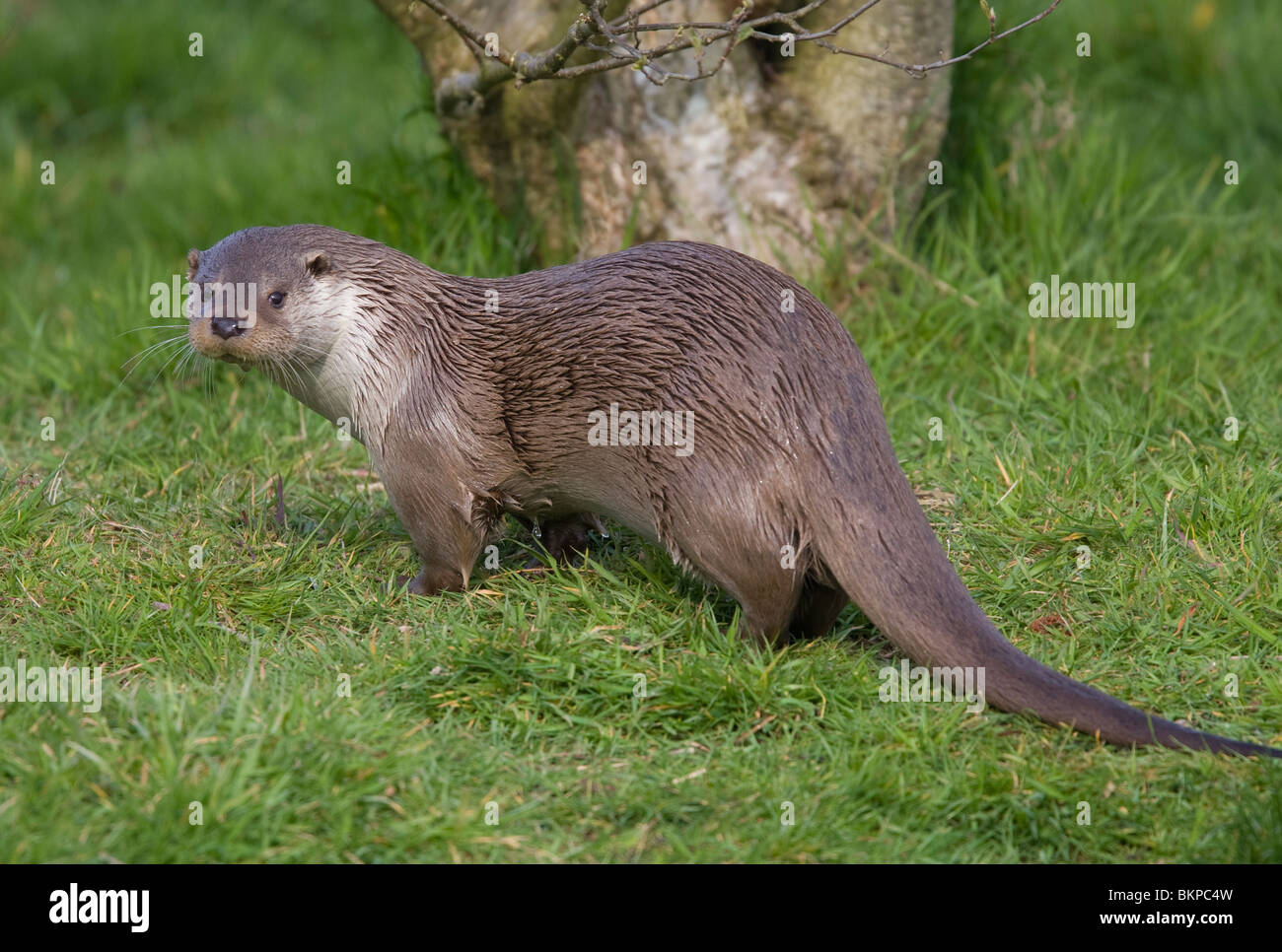 Uk otter -Fotos und -Bildmaterial in hoher Auflösung – Alamy