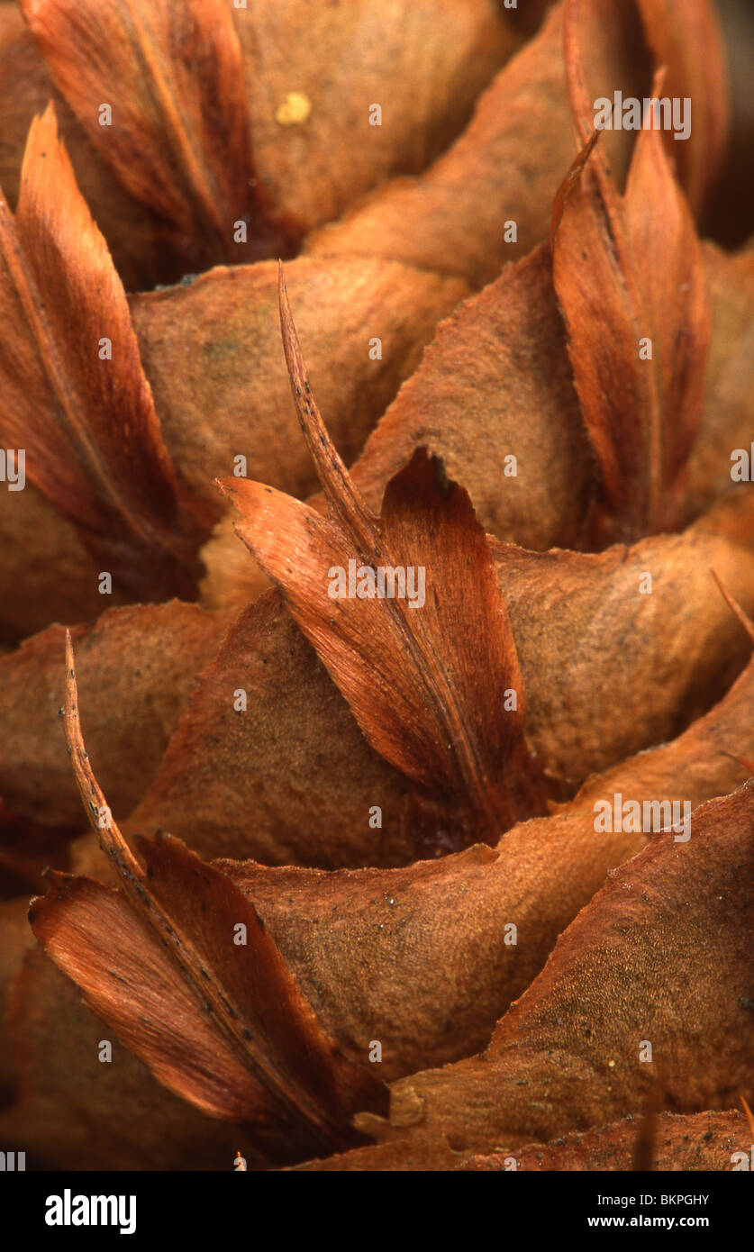 Douglas spar -Fotos und -Bildmaterial in hoher Auflösung – Alamy