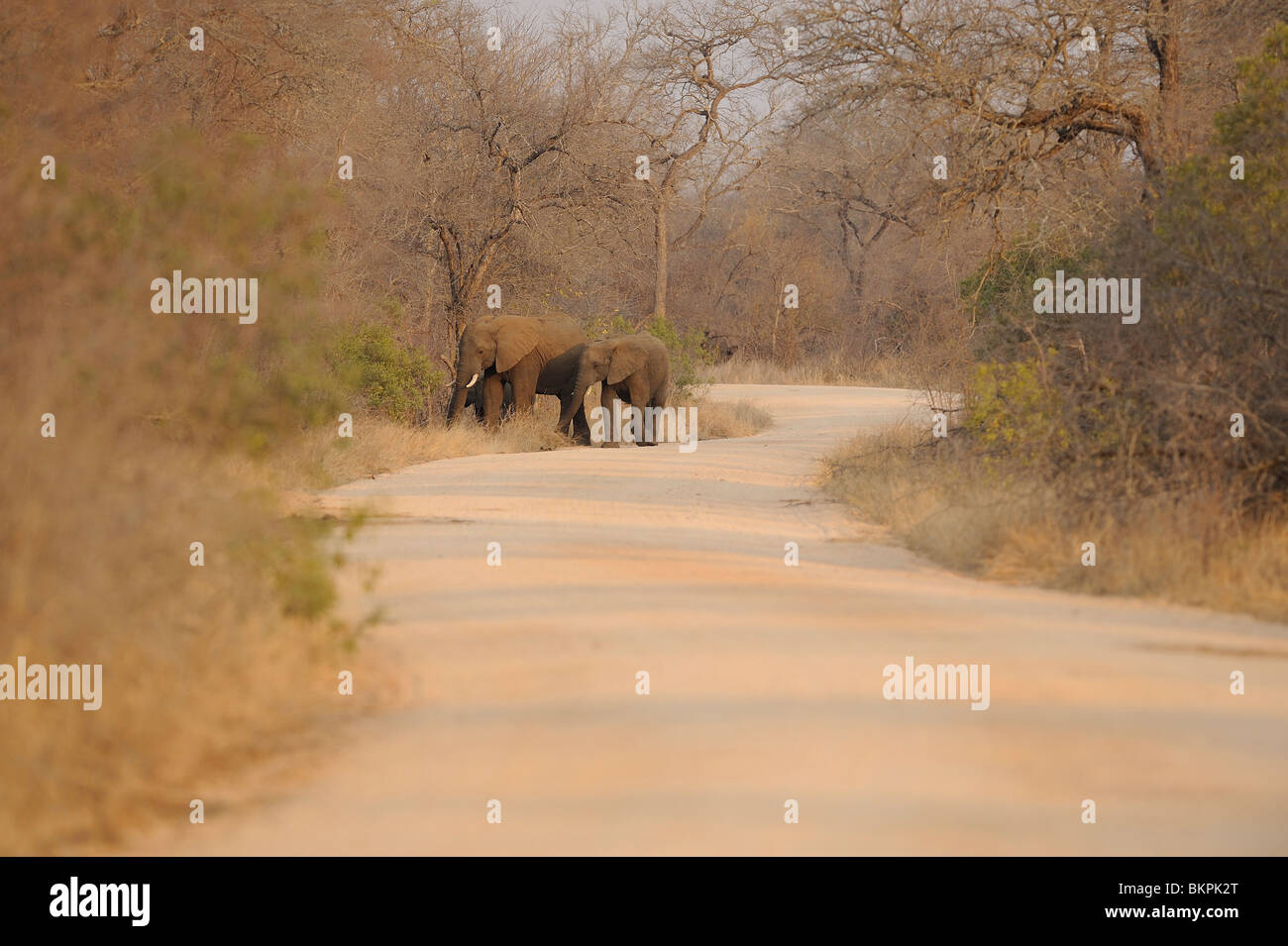 Twee Olifanten Lopend Langs Weg im Krugerpark, zwei Elefanten, die ...