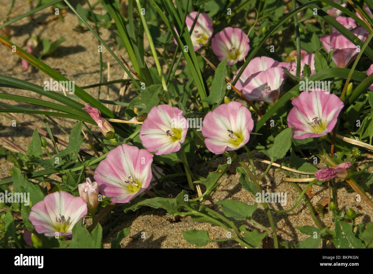 Ackerwinde blumen -Fotos und -Bildmaterial in hoher Auflösung – Alamy