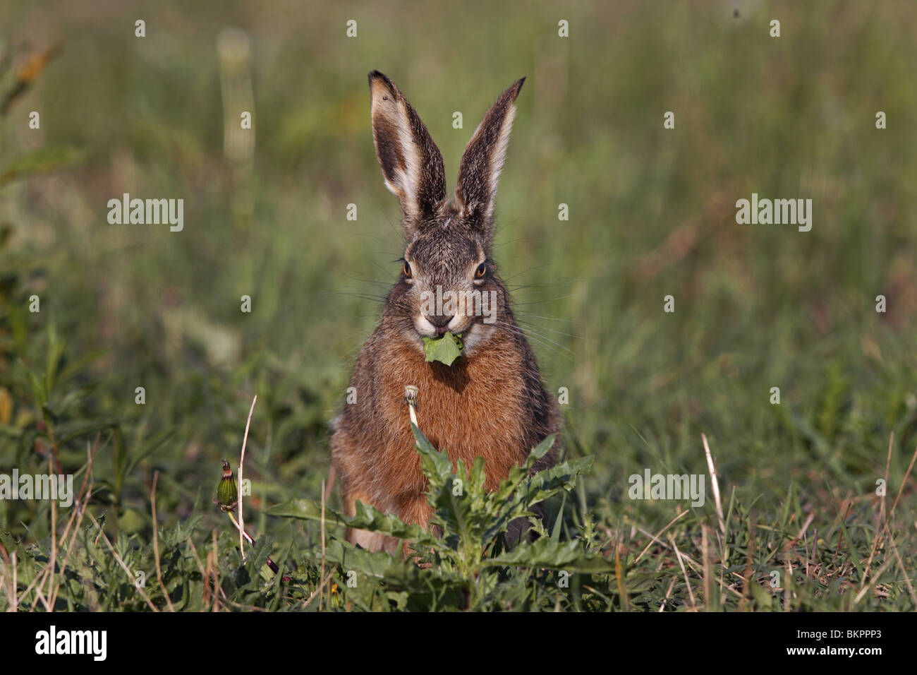 Hasenpfote, hase -Fotos und -Bildmaterial in hoher Auflösung – Alamy