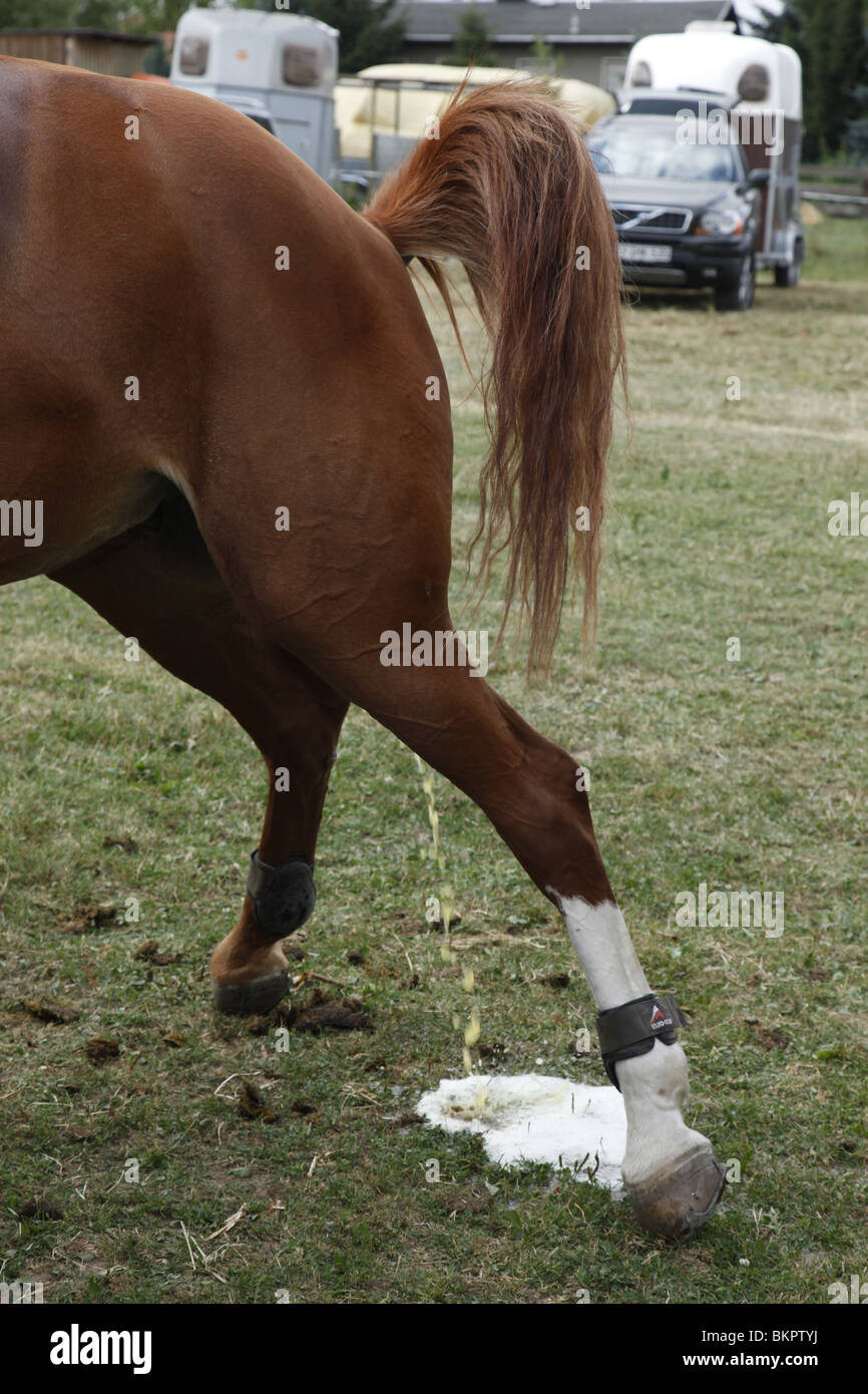 Pinkelndes Pferd / pinkeln Pferd Stockfotografie - Alamy