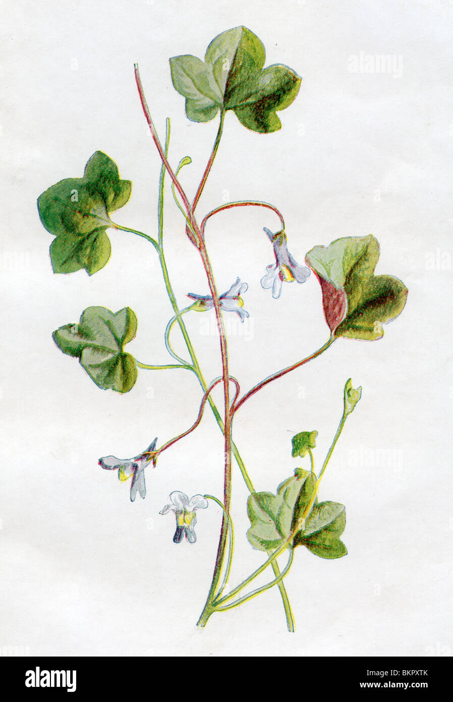 Zeichnung von efeu -Fotos und -Bildmaterial in hoher Auflösung – Alamy