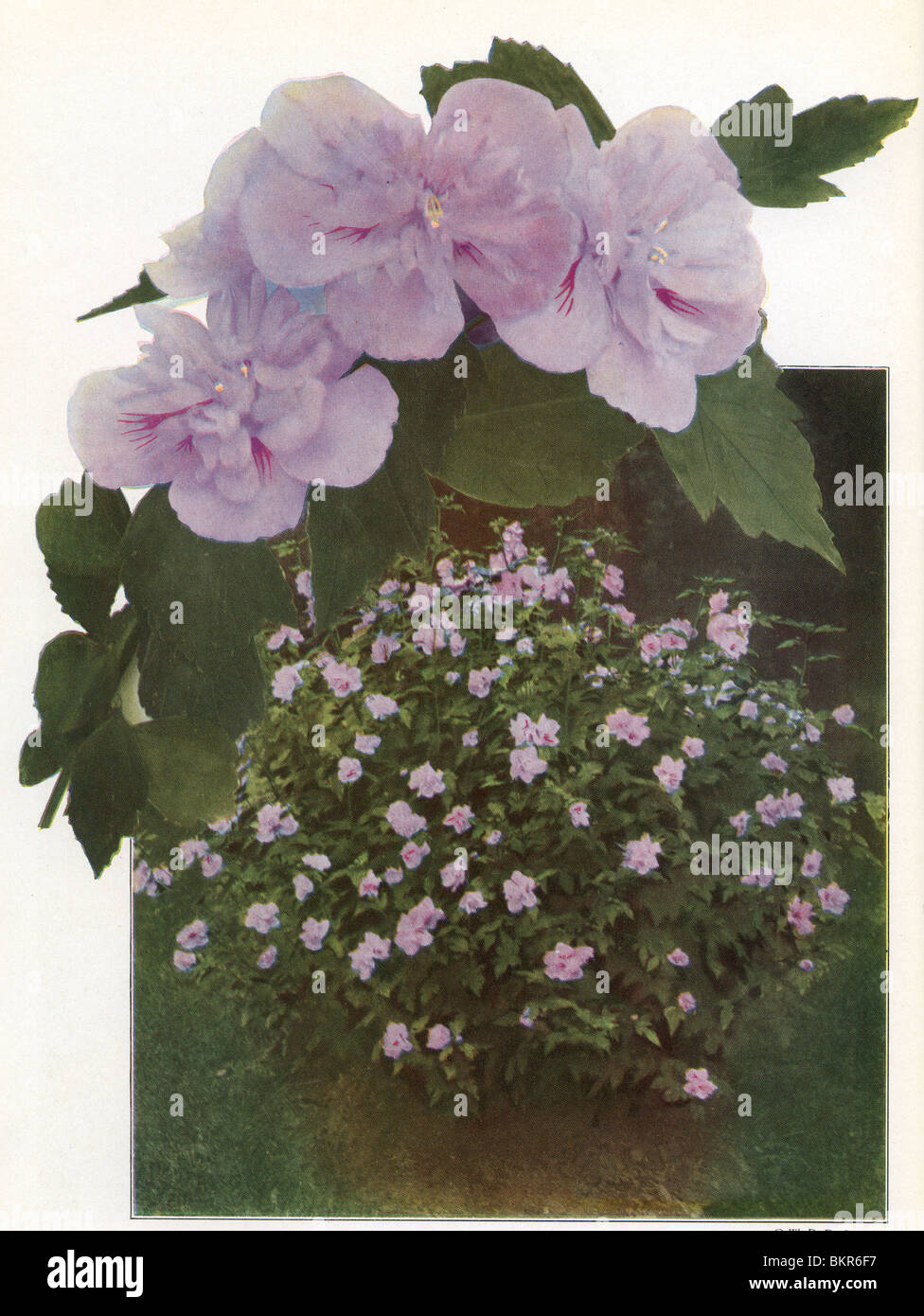 Rosen von sharon -Fotos und -Bildmaterial in hoher Auflösung – Alamy