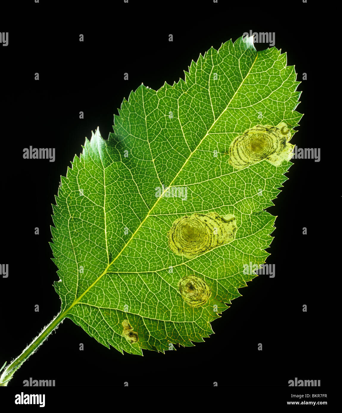 Apfelblatt bergmann -Fotos und -Bildmaterial in hoher Auflösung – Alamy