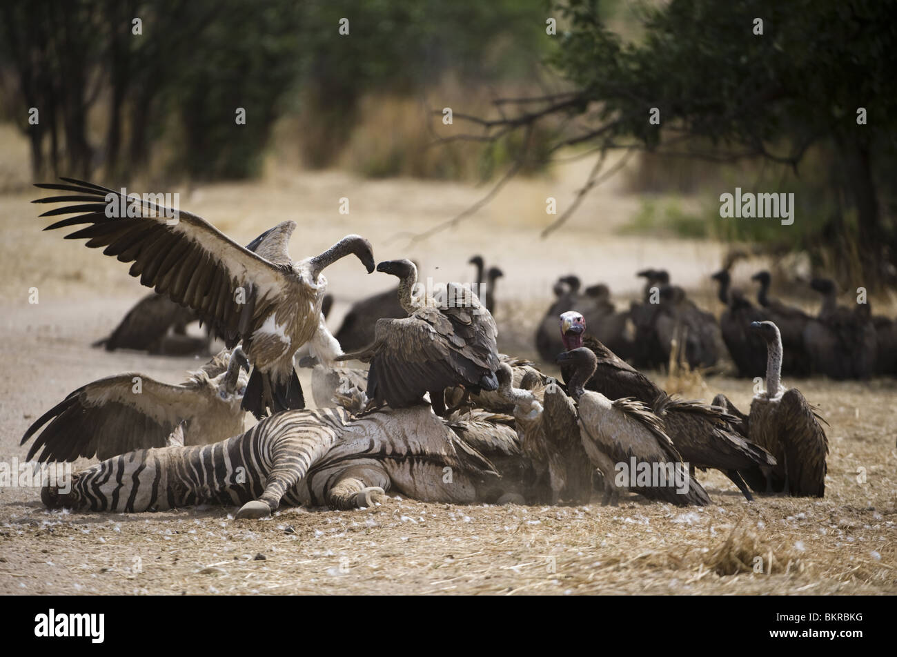 Tod von geiern -Fotos und -Bildmaterial in hoher Auflösung – Alamy