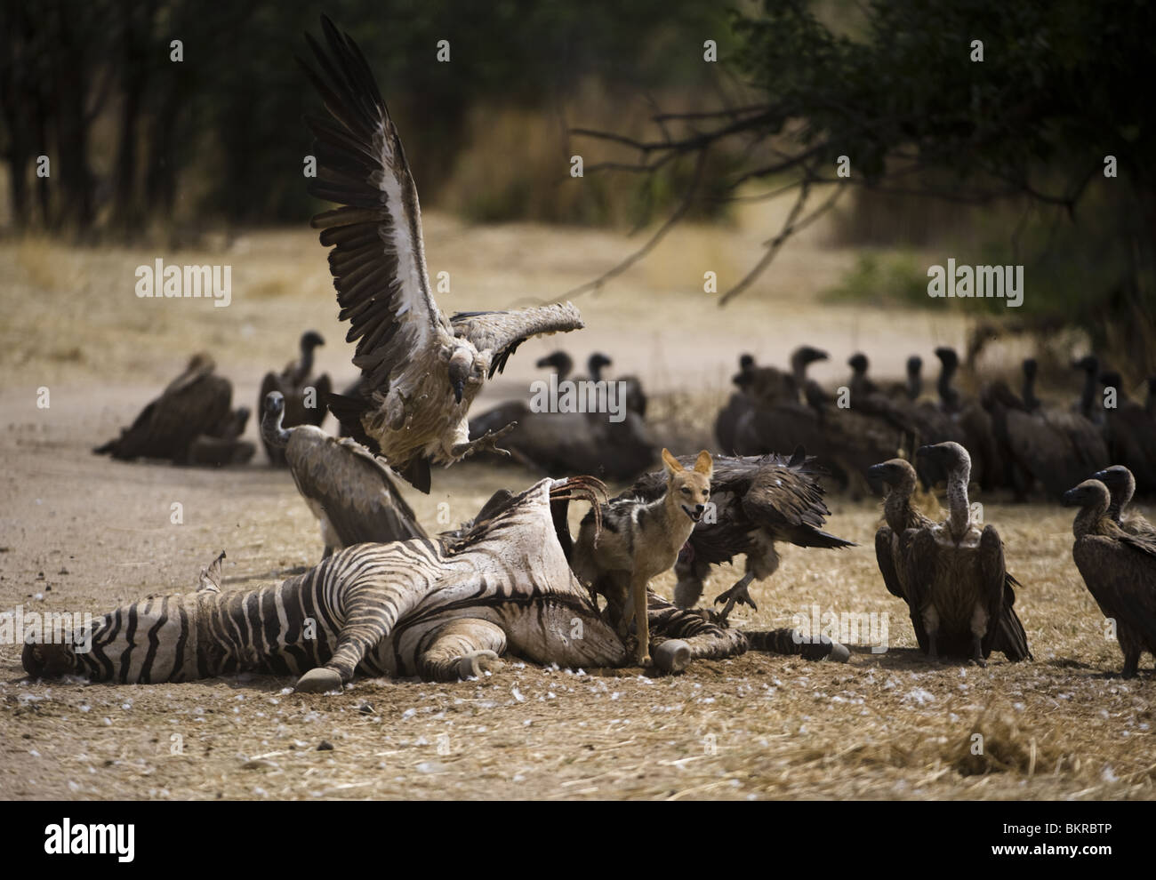 Tod von geiern -Fotos und -Bildmaterial in hoher Auflösung – Alamy