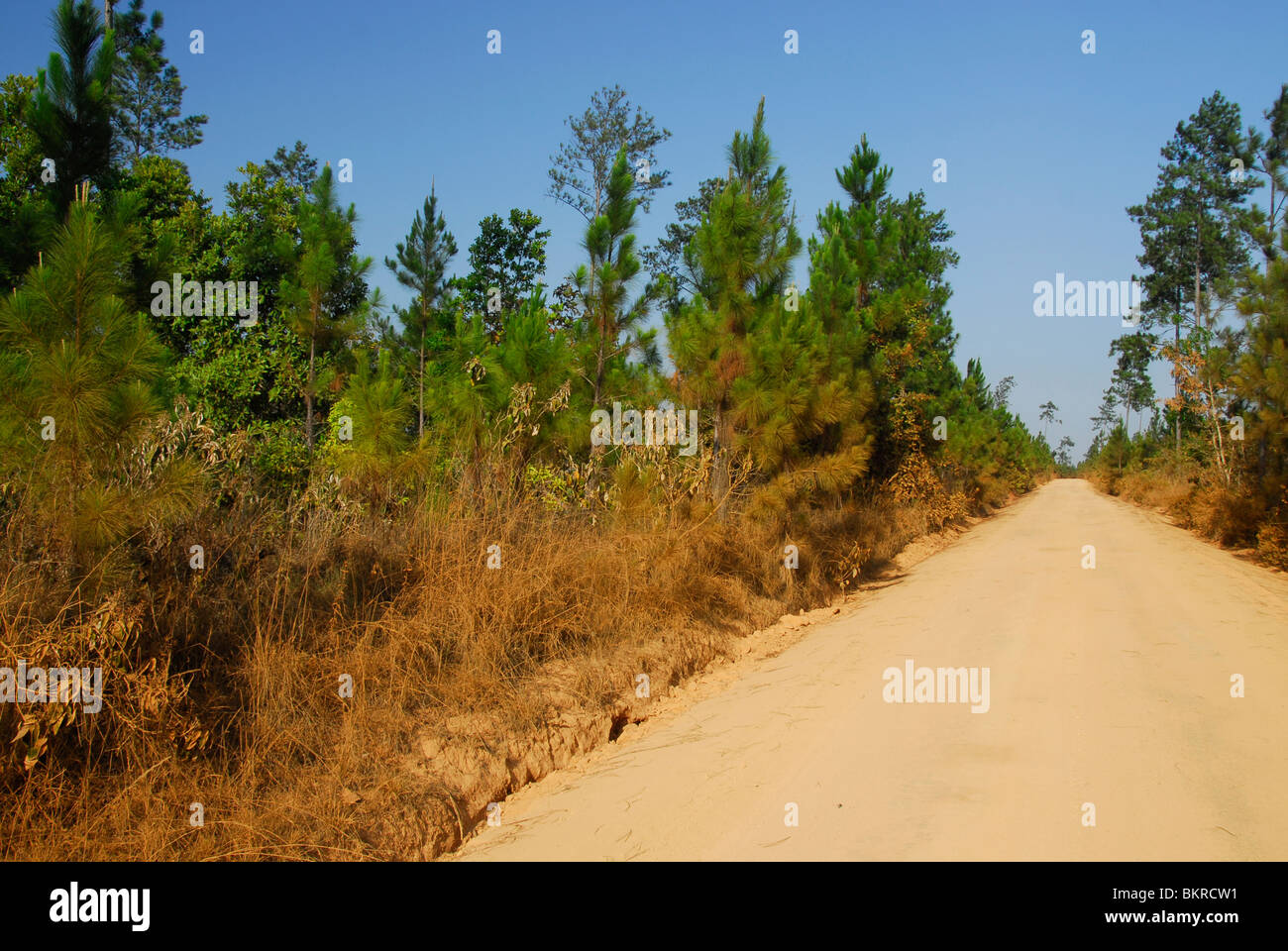 Pine ridge -Fotos und -Bildmaterial in hoher Auflösung – Alamy
