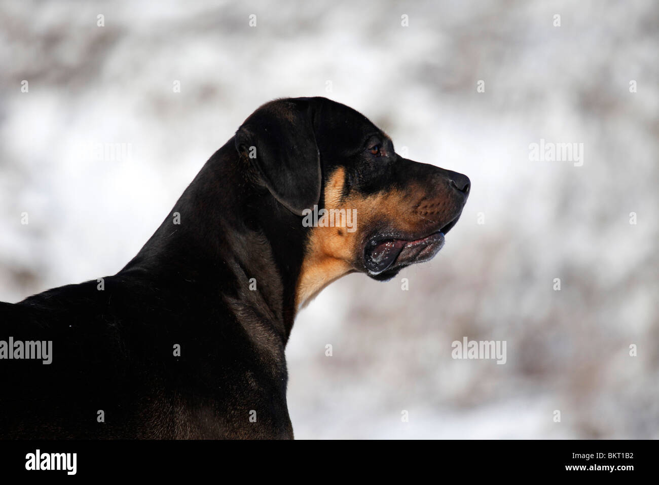 Tosa token -Fotos und -Bildmaterial in hoher Auflösung – Alamy