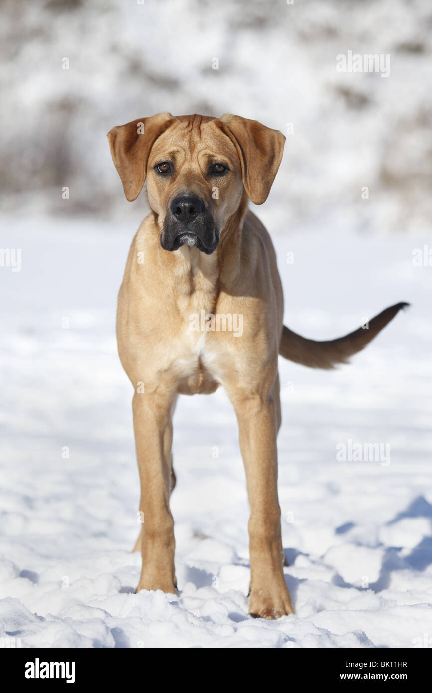 Tosa inus -Fotos und -Bildmaterial in hoher Auflösung – Alamy
