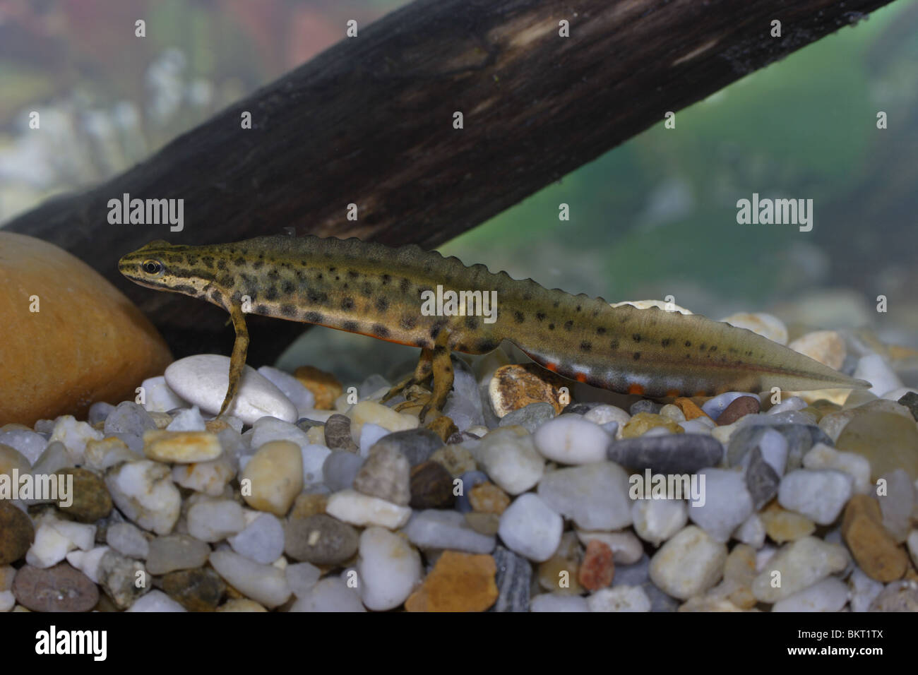 Molch, Teichmolch, Triturus, Vulgaris, Lissotriton, Common, Newt ...