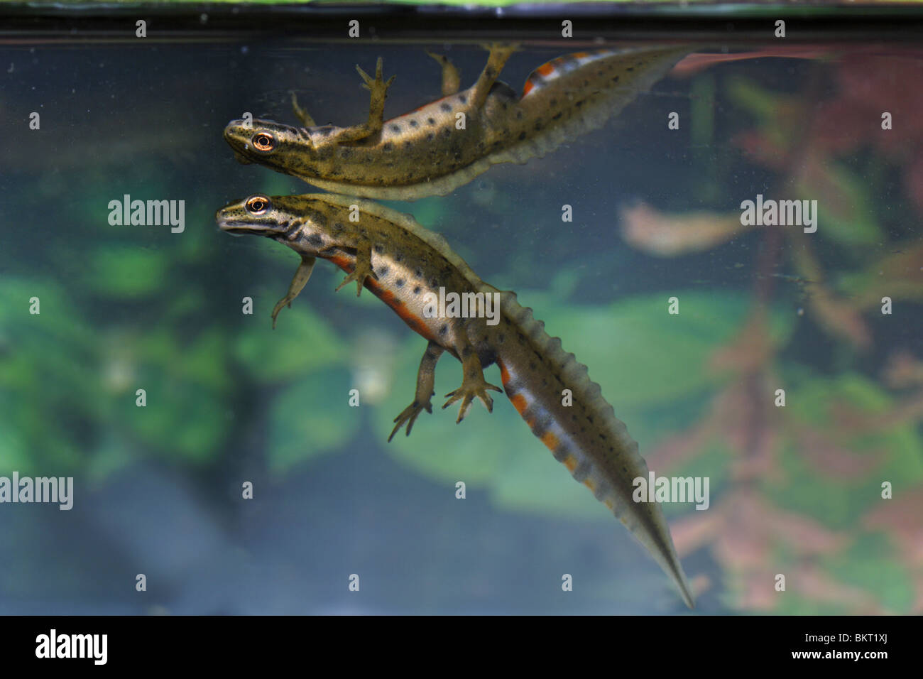 Molch, Teichmolch, Triturus, Vulgaris, Lissotriton, Common, Newt ...