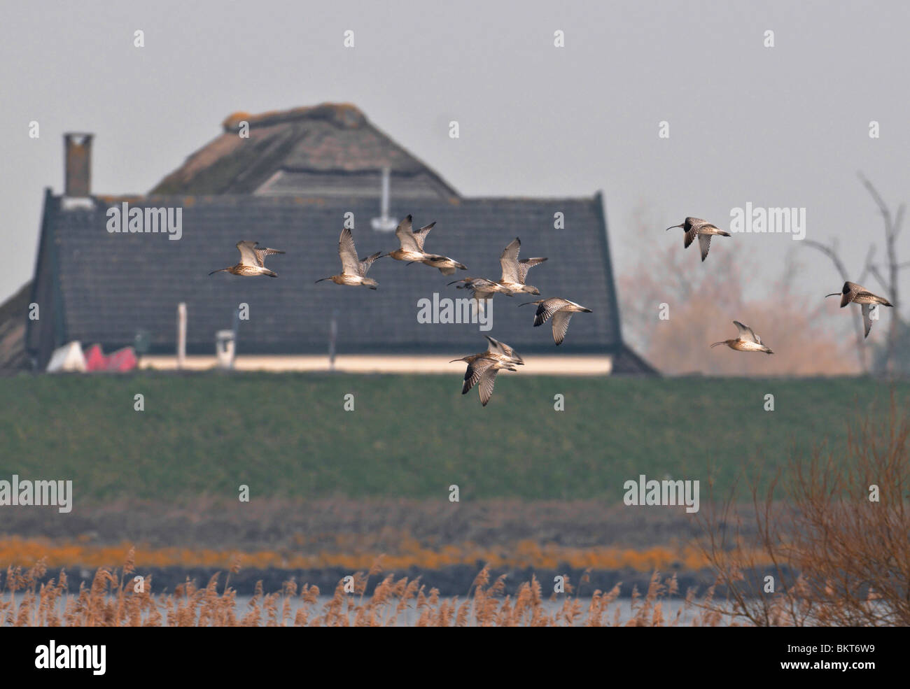 Curlew wulp -Fotos und -Bildmaterial in hoher Auflösung – Alamy