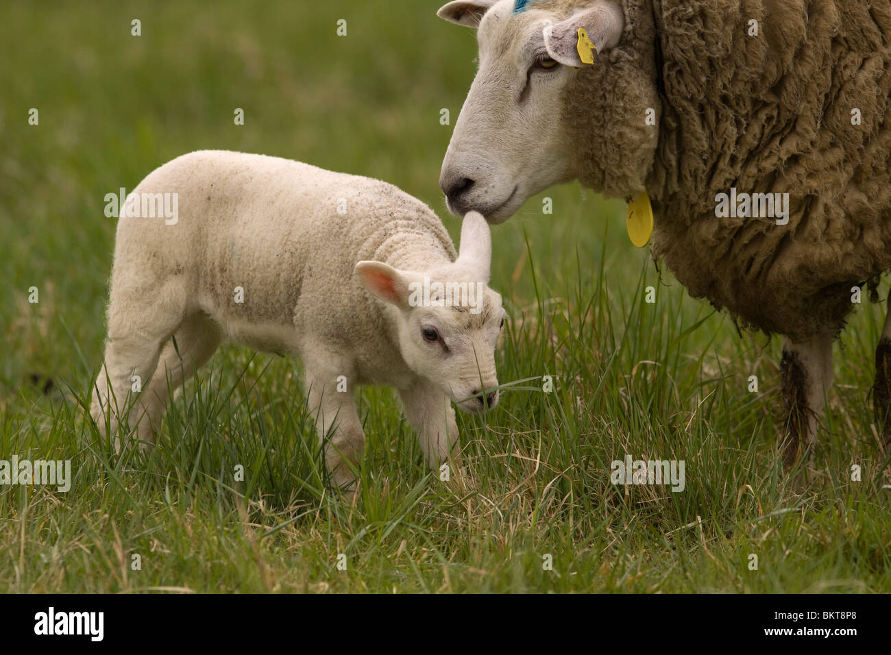 Schapen en lammeren -Fotos und -Bildmaterial in hoher Auflösung – Alamy