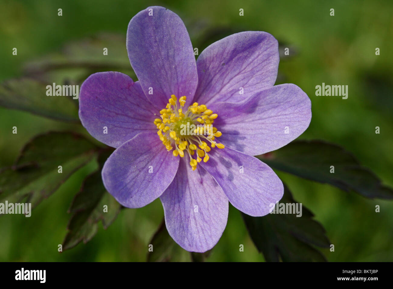 Lila make up -Fotos und -Bildmaterial in hoher Auflösung – Alamy