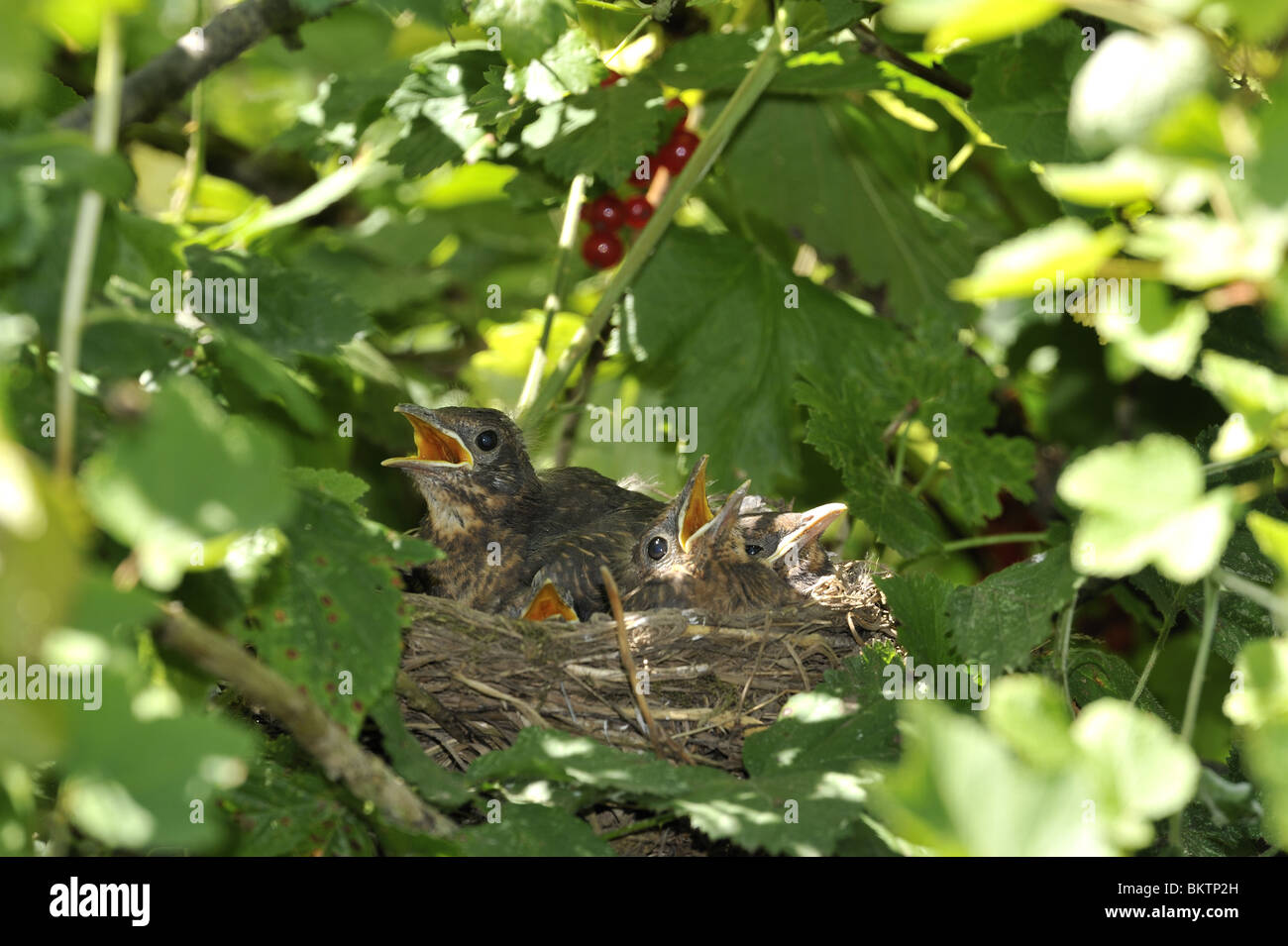 Bruten Amseln Mehrmals Im Selben Nest
