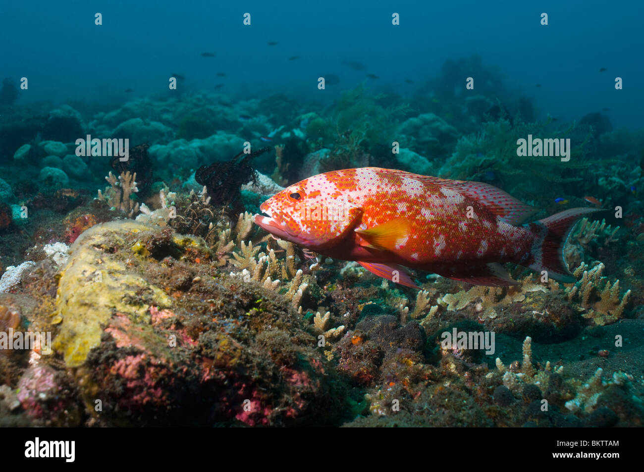 Lyretail grouper variola albimarginata -Fotos und -Bildmaterial in ...