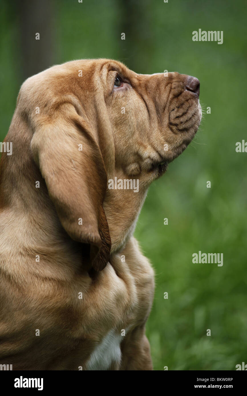Young bloodhound st hubert hound -Fotos und -Bildmaterial in hoher ...