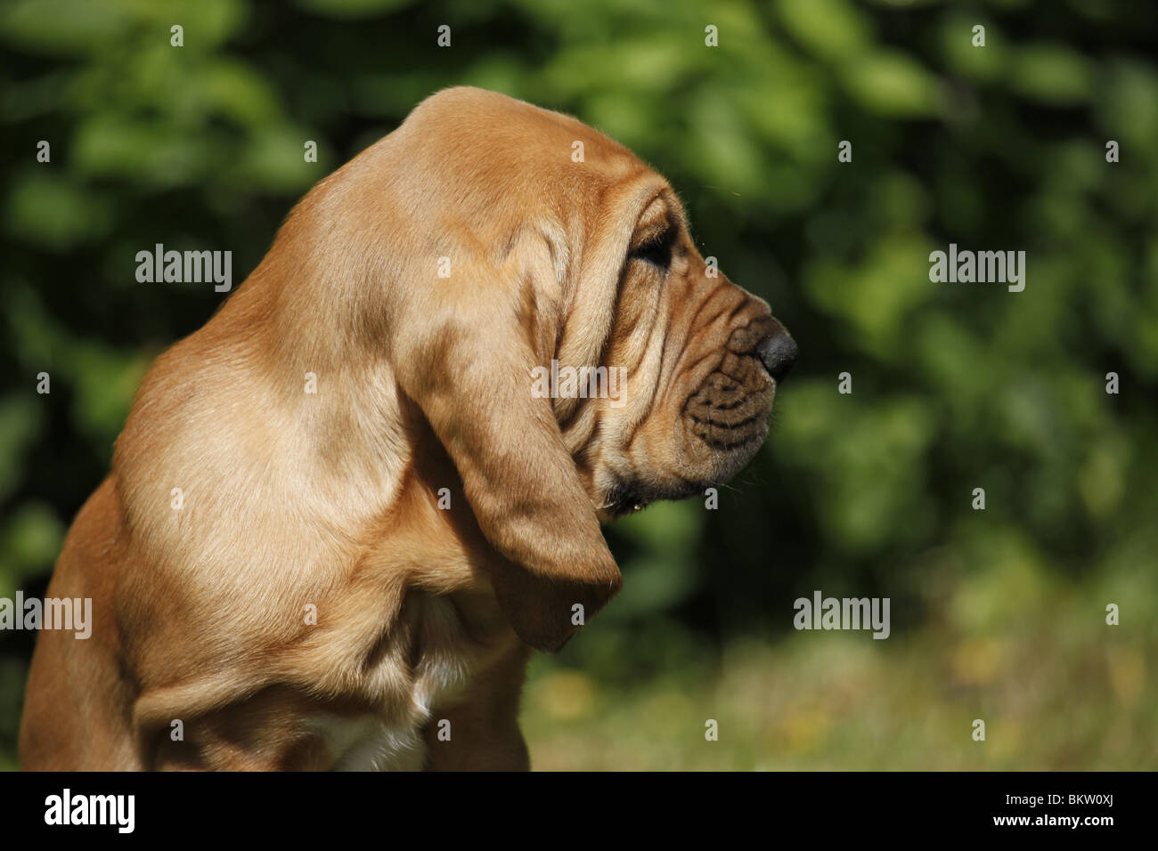 Roter bluthundwelpe -Fotos und -Bildmaterial in hoher Auflösung – Alamy