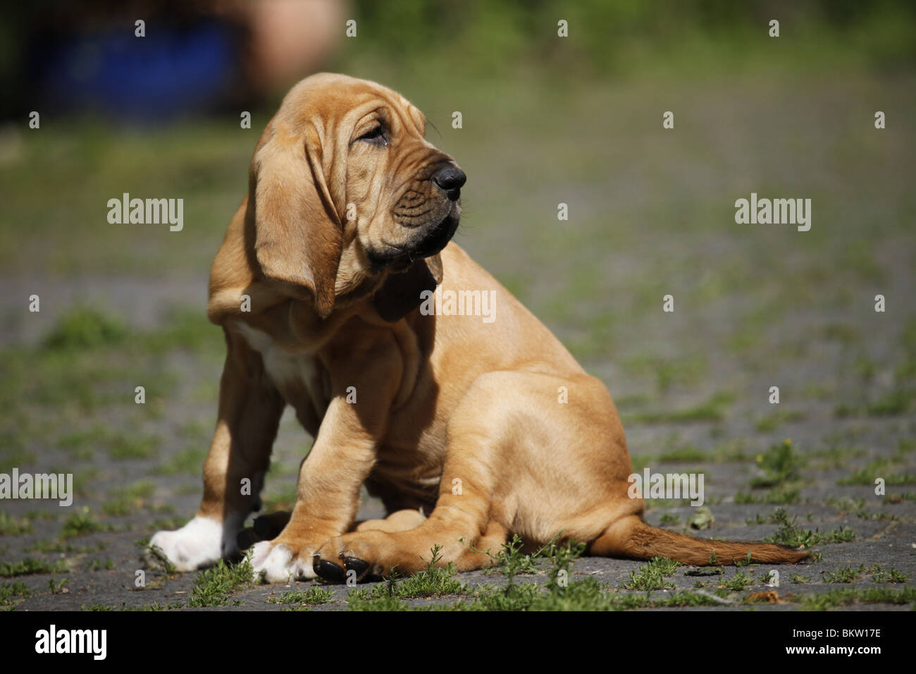 Young bloodhound st hubert hound -Fotos und -Bildmaterial in hoher ...