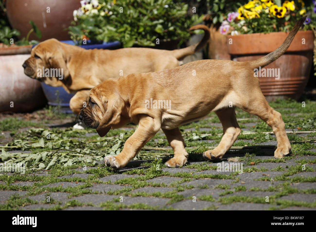 Young bloodhound st hubert hound -Fotos und -Bildmaterial in hoher ...