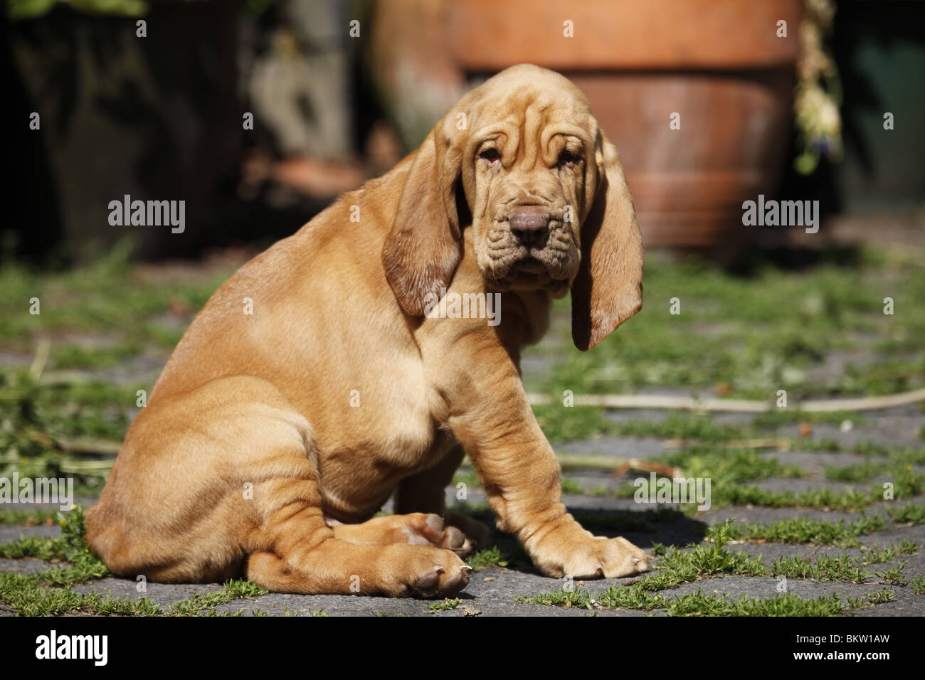 Bluthunde welpe -Fotos und -Bildmaterial in hoher Auflösung – Alamy