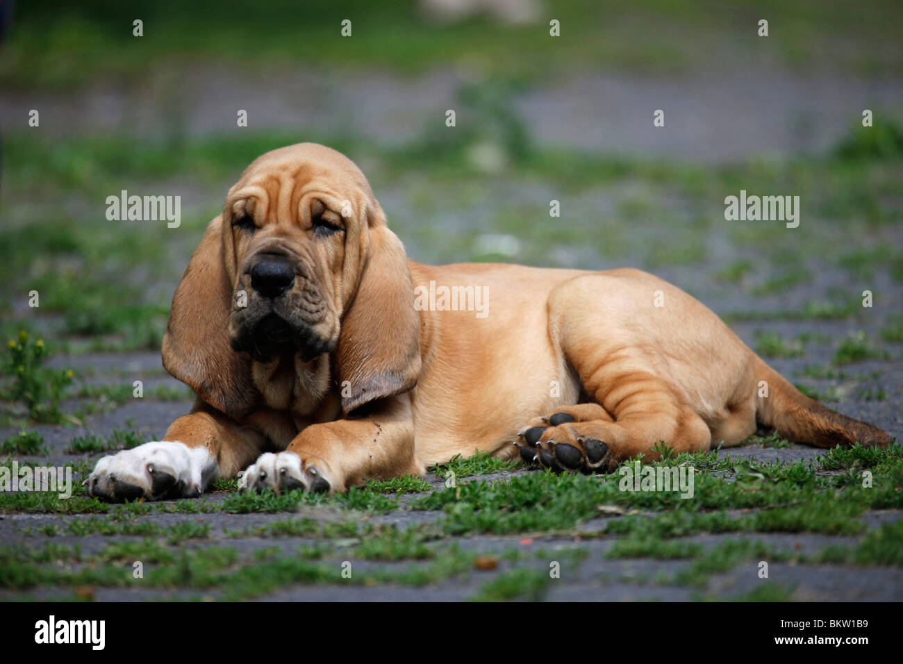 Young bloodhound st hubert hound -Fotos und -Bildmaterial in hoher ...