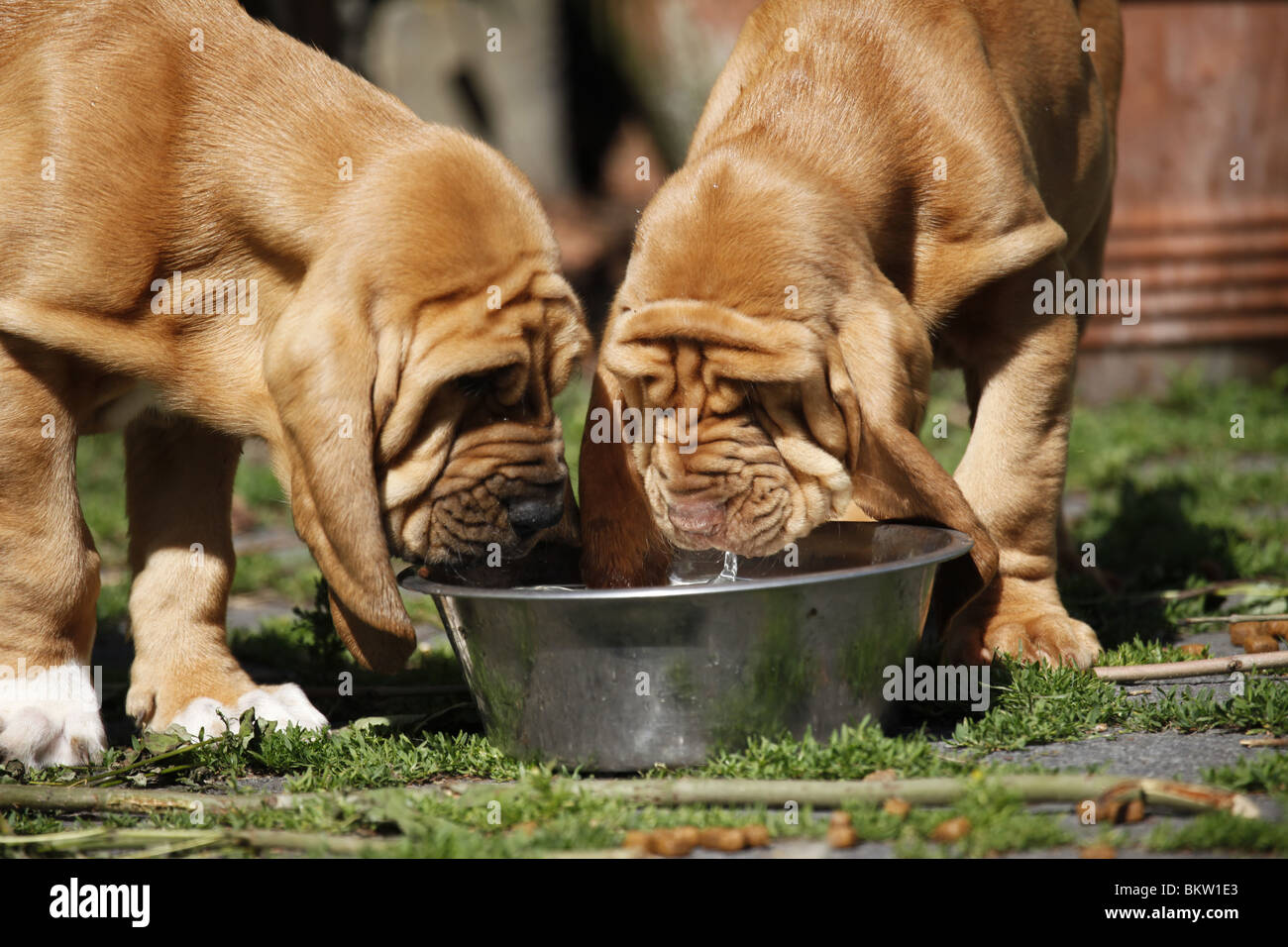 Young bloodhound st hubert hound -Fotos und -Bildmaterial in hoher ...