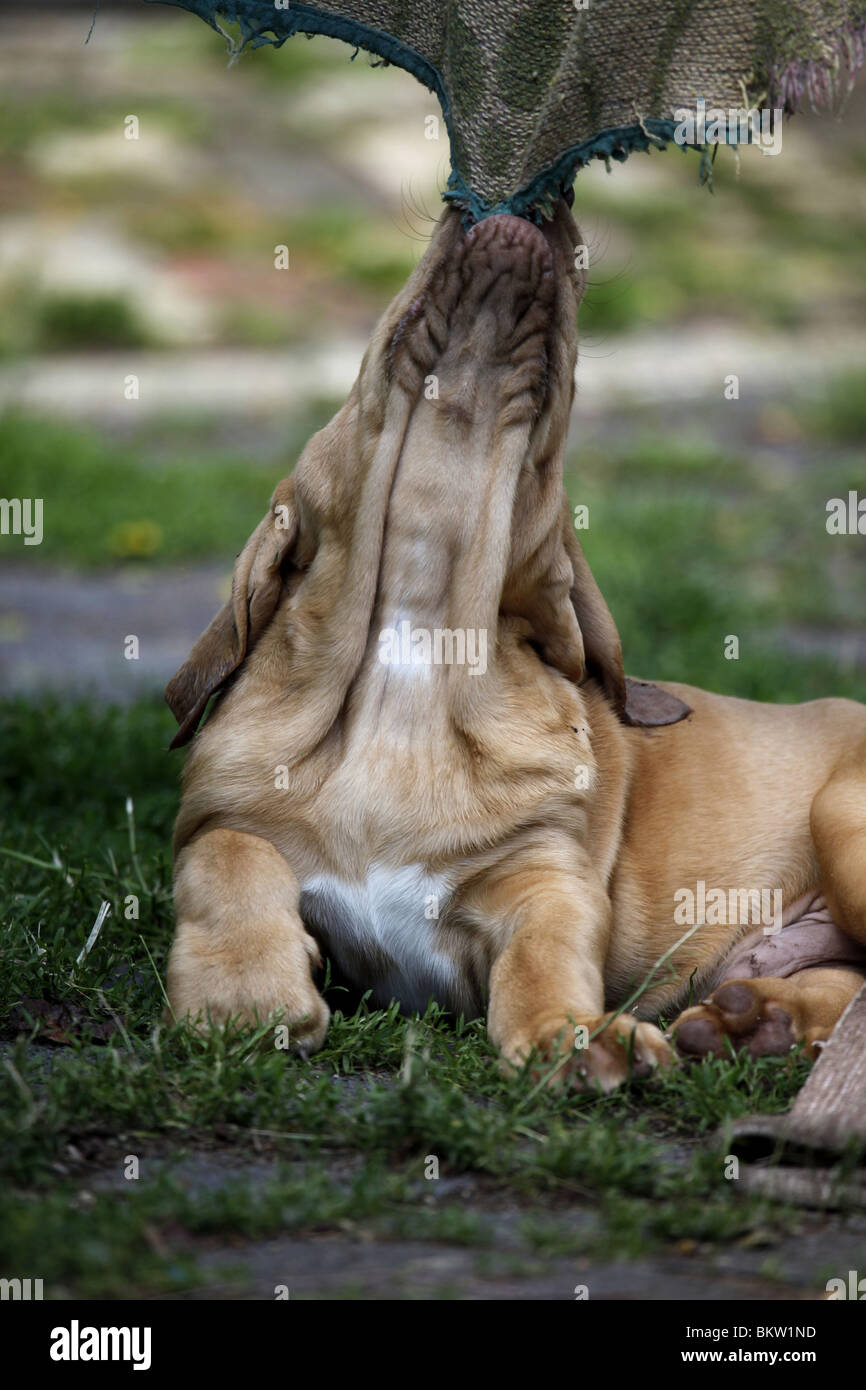 Bluthunde welpe -Fotos und -Bildmaterial in hoher Auflösung – Alamy